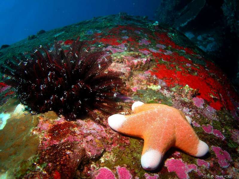 LA STELLA MARINA (ASTEROIDEA) [FOTO,CURIOSITÀ E VIDEO]