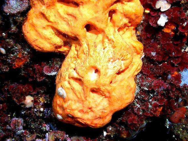 I PORIFERI O SPUGNE DI MARE, FOTO, VIDEO, INFO E CURIOSITÀ
