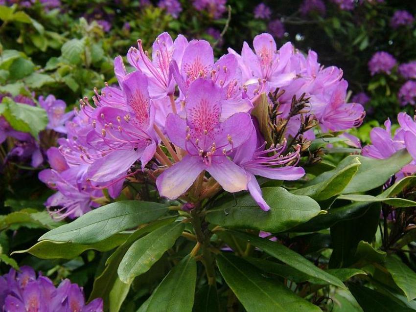 IL RODODENDRO: CONSIGLI, POTATURA, CURA E COLTIVAZIONE