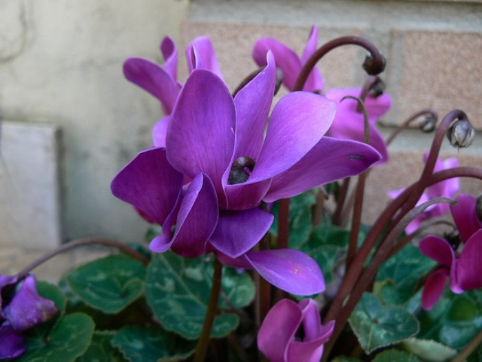 IL CICLAMINO - CYCLAMEN