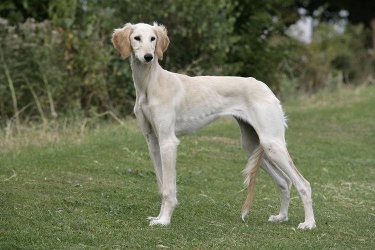 IL LEVRIERO PERSIANO O SALUKI, CANE DI TAGLIA MEDIA: CARATTERISTICHE E ...