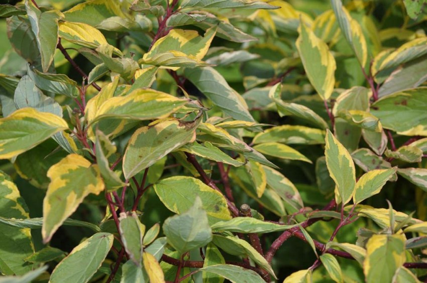 IL CORNIOLO O CORNUS ALBA, ELEGANTE PIANTA DA SIEPI [CONSIGLI UTILI]