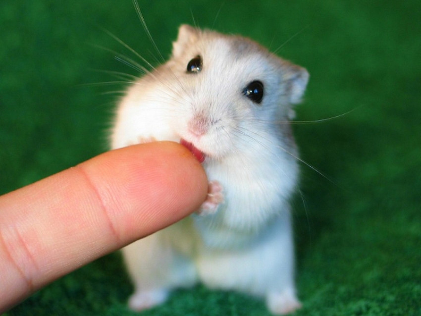 IL CRICETO: [CURIOSITÀ, FOTO E VIDEO]