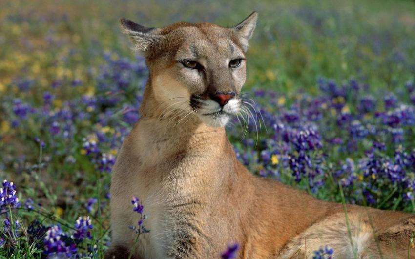 IL PUMA O COGUARO O LEONE DI MONTAGNA [CURIOSITÀ, FOTO E VIDEO]