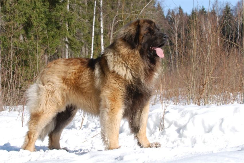 IL LEONBERGER, CANE DI TAGLIA GRANDE: CARATTERISTICHE E QUALITÁ (FOTO)