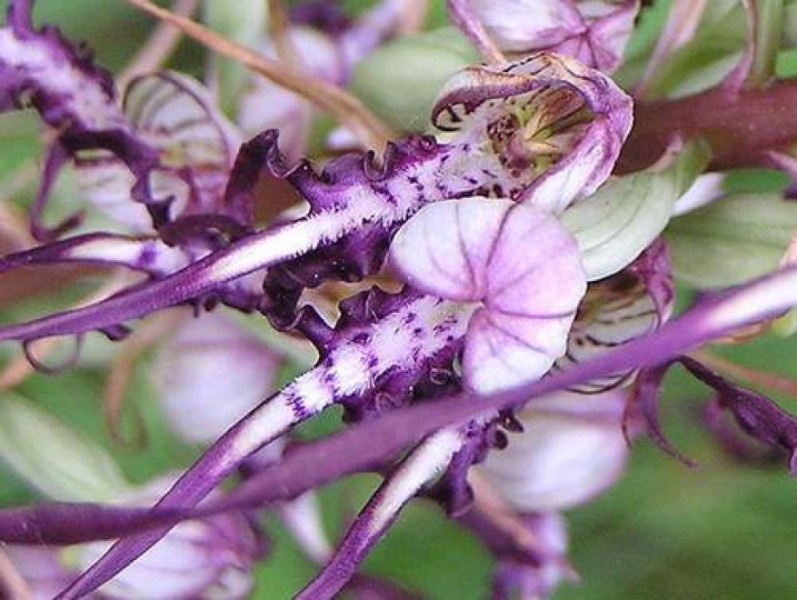 HIMANTOGLOSSUM ADRIATICUM: IL BARBONE ADRIATICO, UNA PIANTA DA SALVARE
