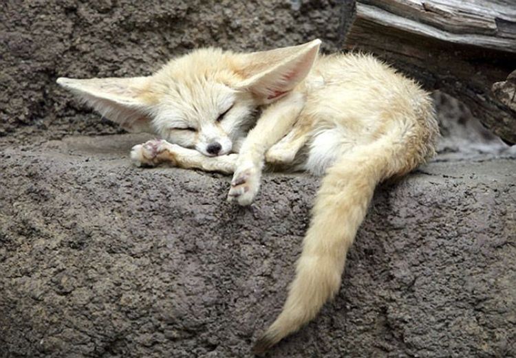 Il fennec: la piccola volpe del deserto