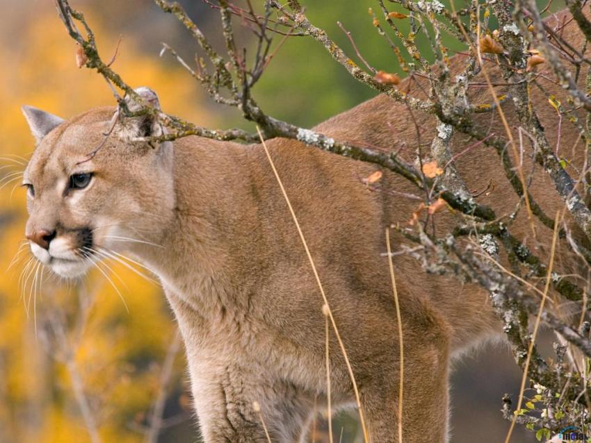 IL PUMA O COGUARO O LEONE DI MONTAGNA [CURIOSITÀ, FOTO E VIDEO]