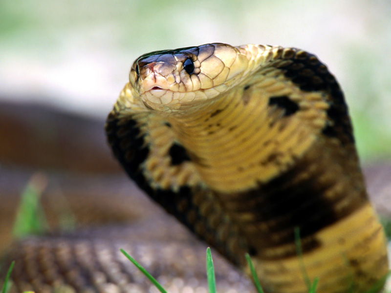 Cobra reale: il serpente velenoso più grande del mondo