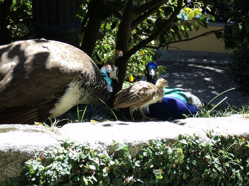 IL PAVONE O PAVONE BLU [ALLEVAMENTO, SCHEDA E FOTO]