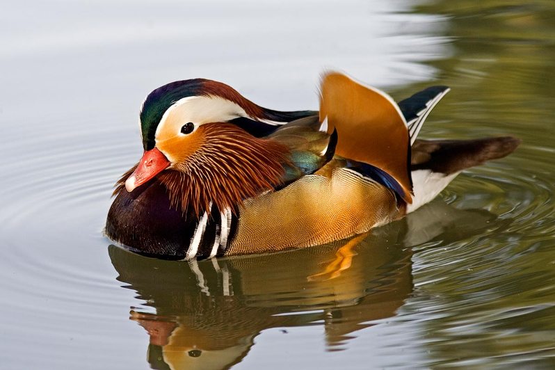 ANATRA MANDARINO, AIX GALERICULATA [CURIOSITÀ, FOTO E VIDEO]