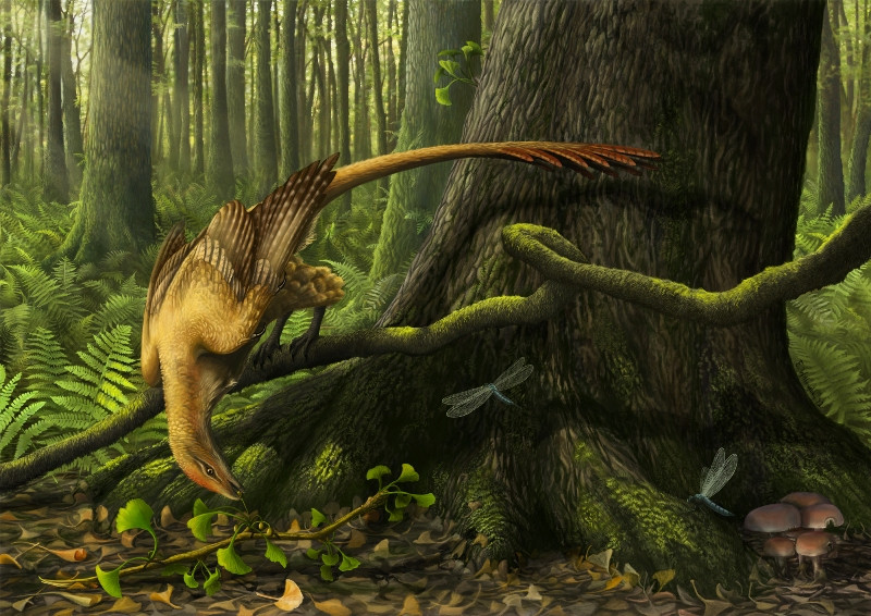 Jeholornis: l'antico uccello con due code
