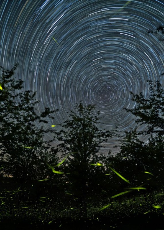 LA LUCCIOLA, LA MAGIA DI QUESTO STRAORDINARIO INSETTO