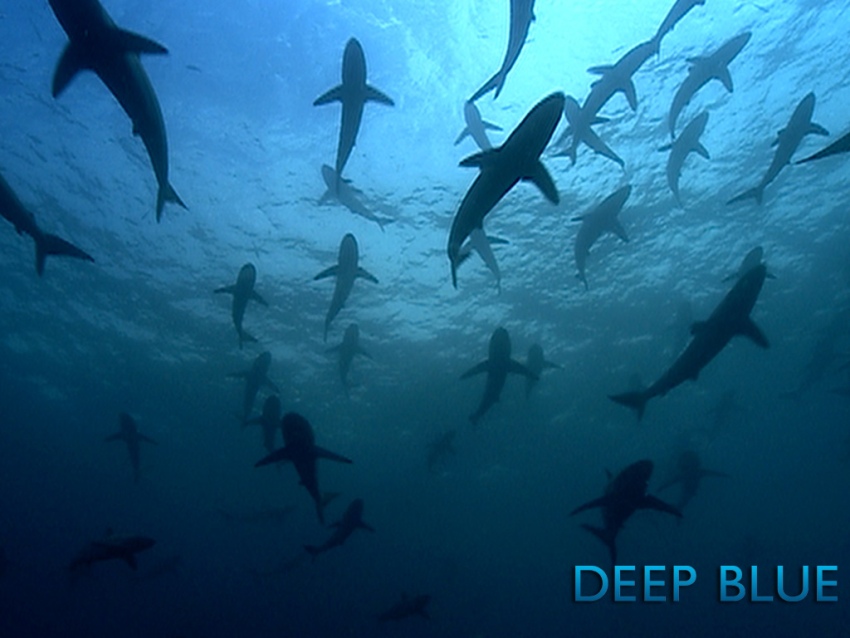 Documentario: Profondo Blu "Deep Blue" un viaggio nelle barriere coralline
