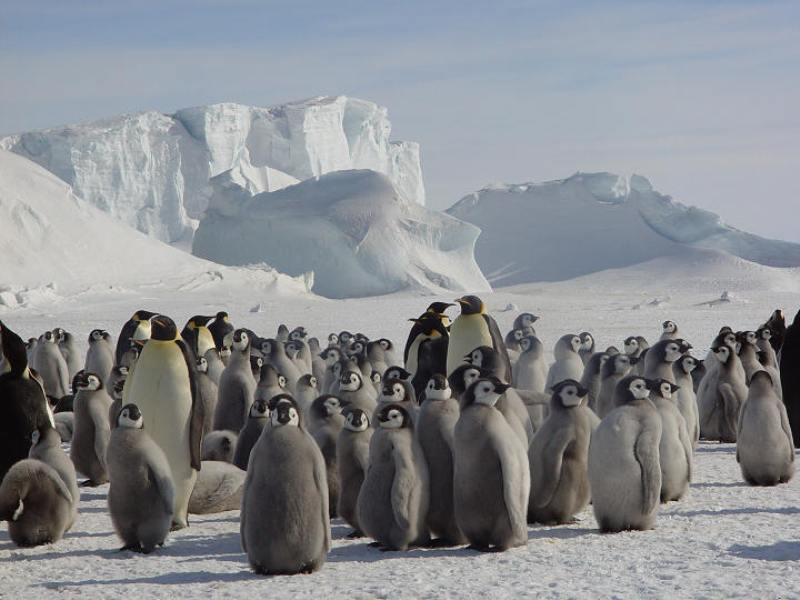 I pinguini o sfeniscidi, gli animali che girano in frac (foto video ...