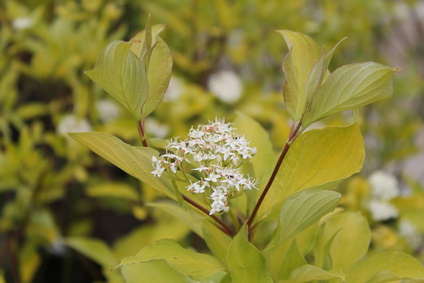 IL CORNIOLO O CORNUS ALBA, ELEGANTE PIANTA DA SIEPI [CONSIGLI UTILI]