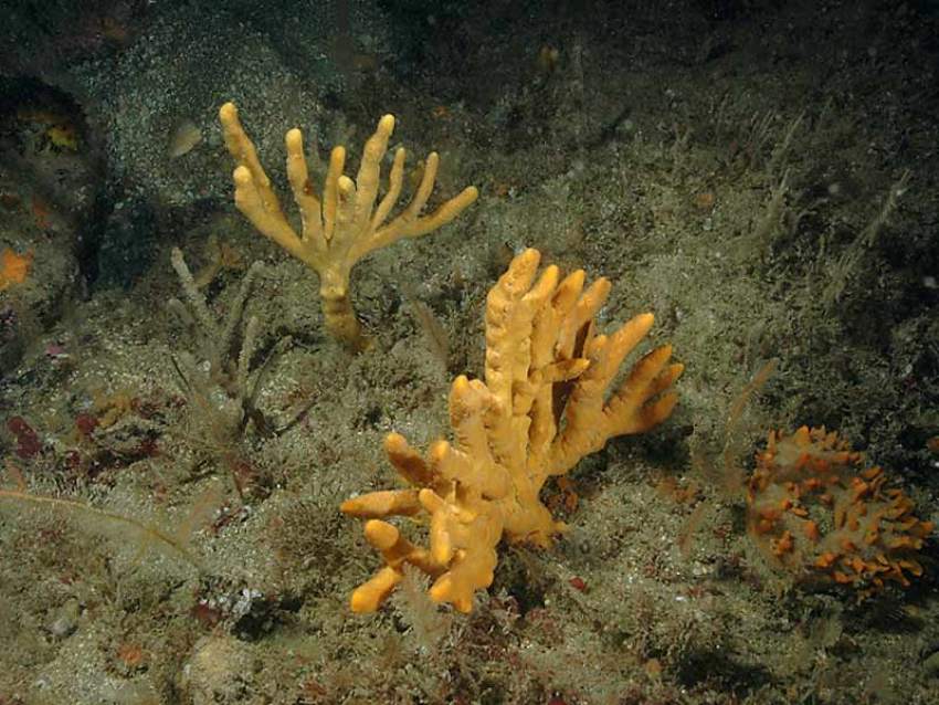 I PORIFERI O SPUGNE DI MARE, FOTO, VIDEO, INFO E CURIOSITÀ