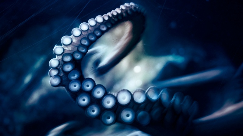 IL POLPO: OCTOPUS O PIOVRA [CURIOSITÀ, FOTO E VIDEO]