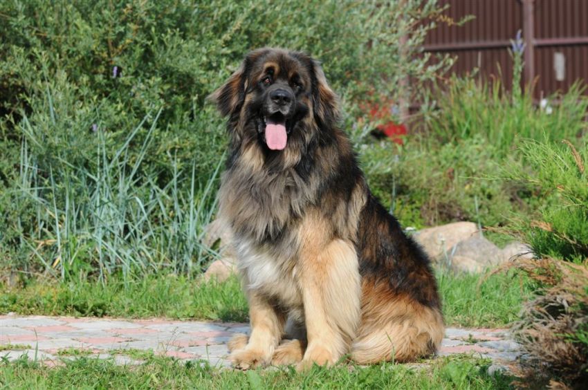 IL LEONBERGER, CANE DI TAGLIA GRANDE: CARATTERISTICHE E QUALITÁ (FOTO)