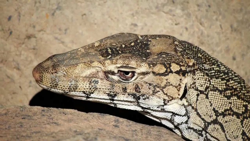 IL VARANO GIGANTE, IL PIÙ GRANDE DELL'AUSTRALIA