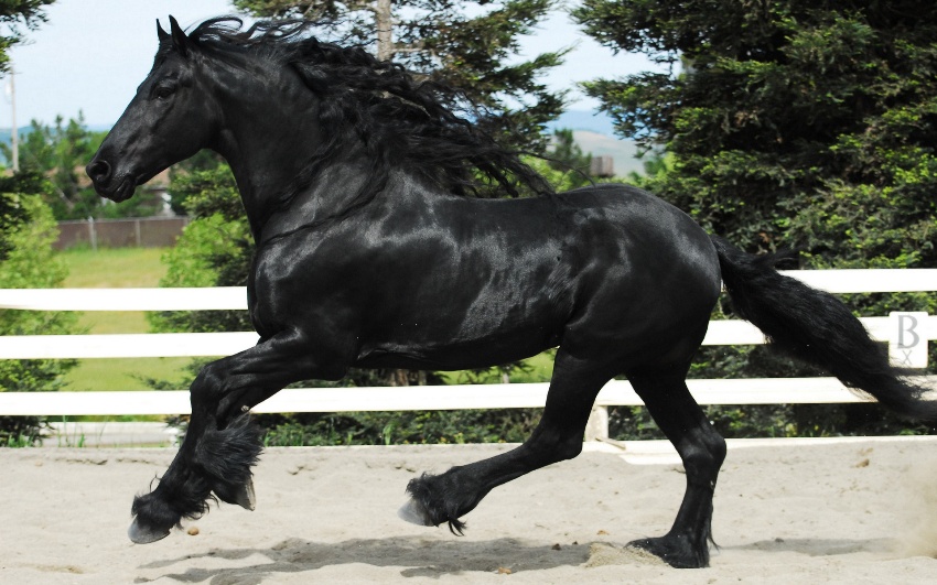 CAVALLI: LA RAZZA SHIRE, LA PIÙ GRANDE E LA PIÙ FORTE DEL MONDO