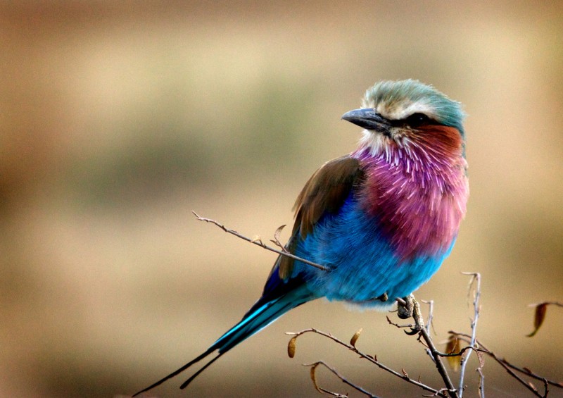 La Ghiandaia marina pettolilla, l'uccello arcobaleno