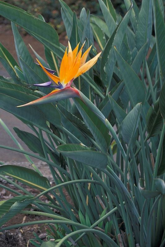 LA STERLIZIA O STRELITZIA