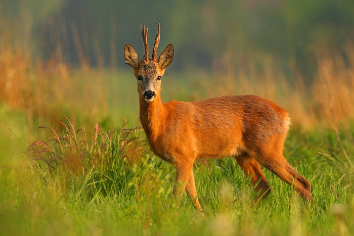 Capreolus capreolus: Il capriolo