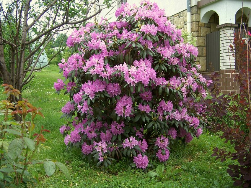 IL RODODENDRO: CONSIGLI, POTATURA, CURA E COLTIVAZIONE