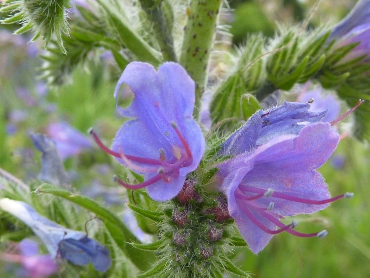 L'ECHIUM VULGARE O VIPERINA AZZURRA - ERBA VIPERINA, PIANTA CURATIVA (FOTO)