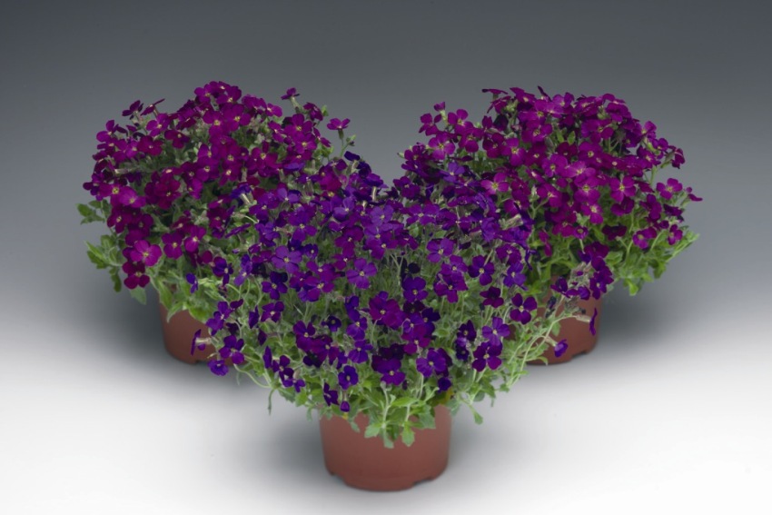 PIANTE PERENNI: L'AUBRETIA CRUCIFERAE, ADATTA PER GIARDINI ROCCIOSI ...
