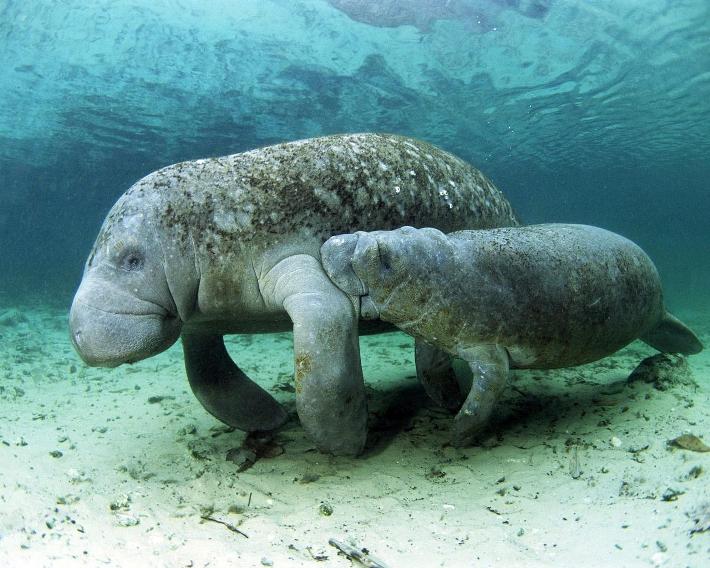 Trichechus: Il lamantino