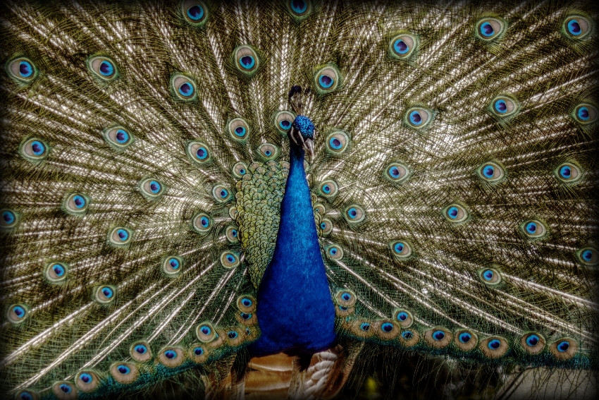 IL PAVONE O PAVONE BLU [ALLEVAMENTO, SCHEDA E FOTO]