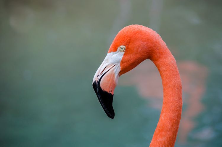 IL FENICOTTERO, PHOENICOPTERUS [CURIOSITÀ, FOTO E VIDEO]