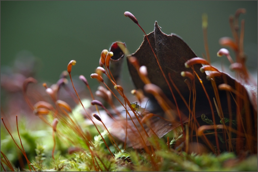IL MUSCHIO, TUTTE LE SPECIE: RIPRODUZIONE, CURIOSITA' E CARATTERISTICHE ...