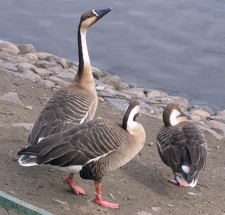 L'OCA CIGNOIDE O RAZZA CINESE [ANSER CYGNOIDES]