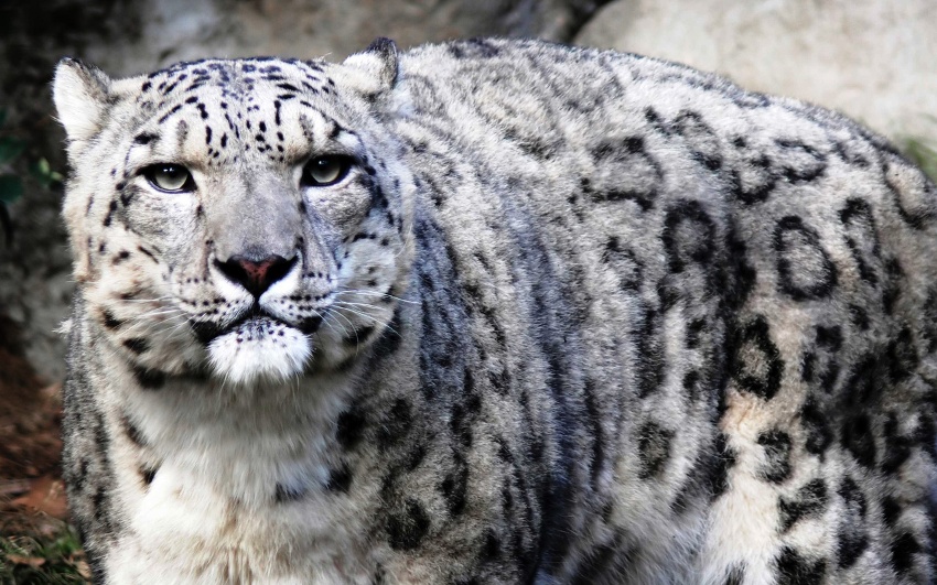 IL LEOPARDO DELLE NEVI, UN GRANDE FELINO DA PROTEGGERE