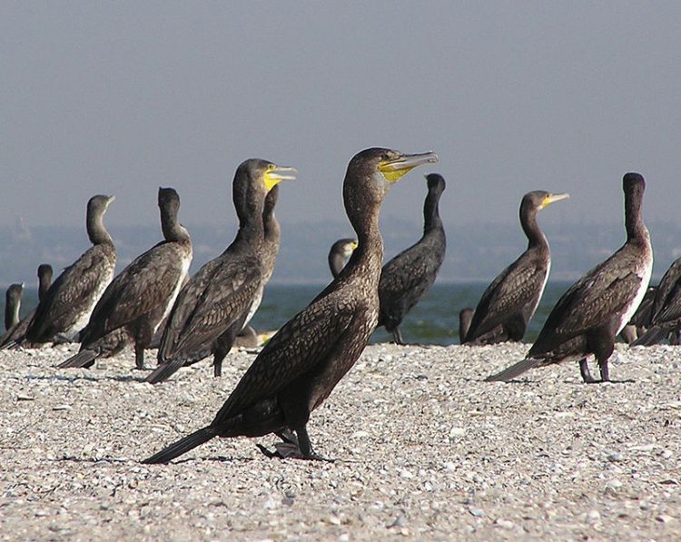 I CORMORANI E LA PESCA