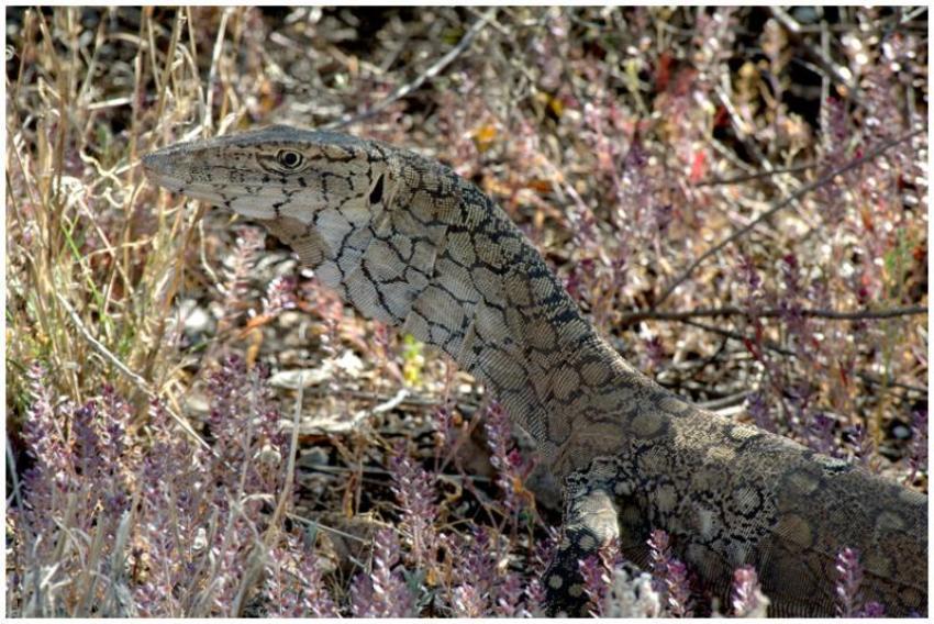 IL VARANO GIGANTE, IL PIÙ GRANDE DELL'AUSTRALIA