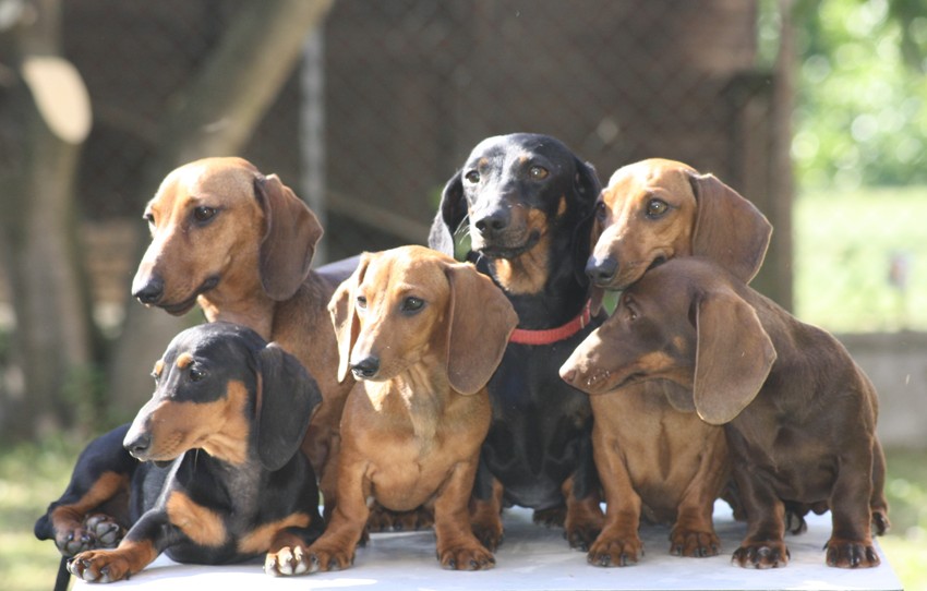 IL CANE BASSOTTO: CARATTERISTICHE E QUALITÁ (FOTO)