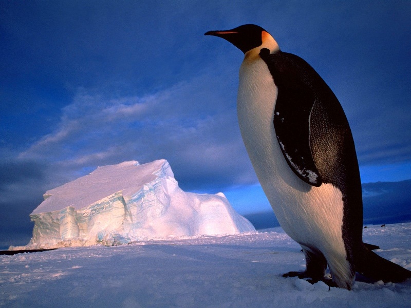 I pinguini o sfeniscidi, gli animali che girano in frac (foto video ...