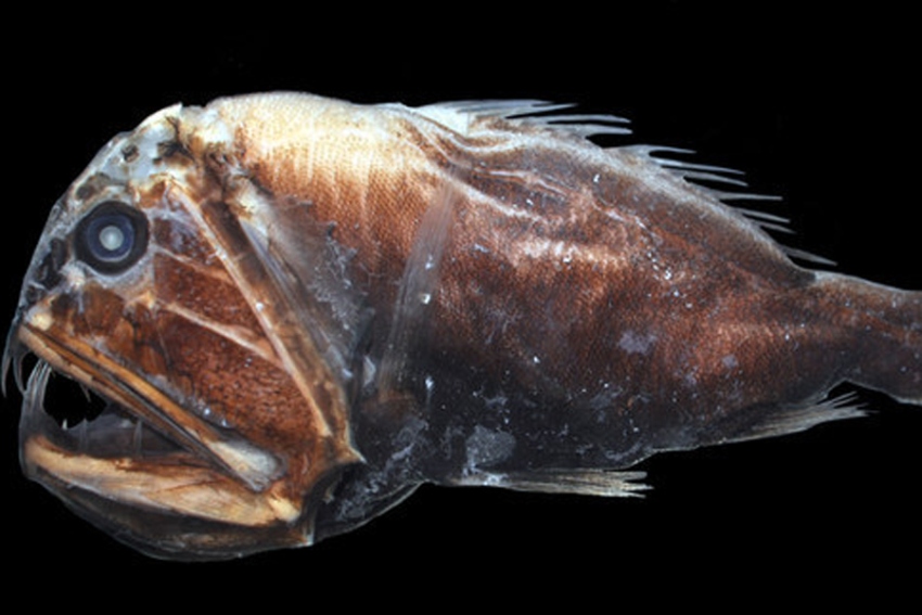 IL MELANOCETO O DIAVOLO NERO, UN PESCE DEGLI ABISSI PROFONDI