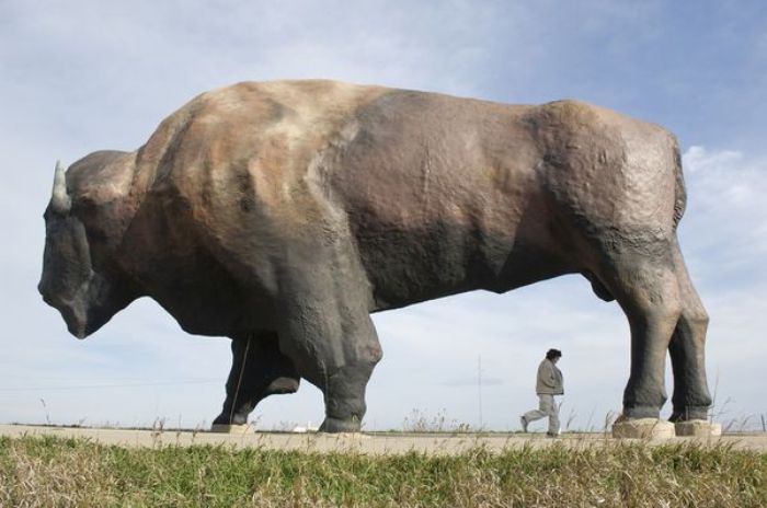 IL BISONTE AMERICANO