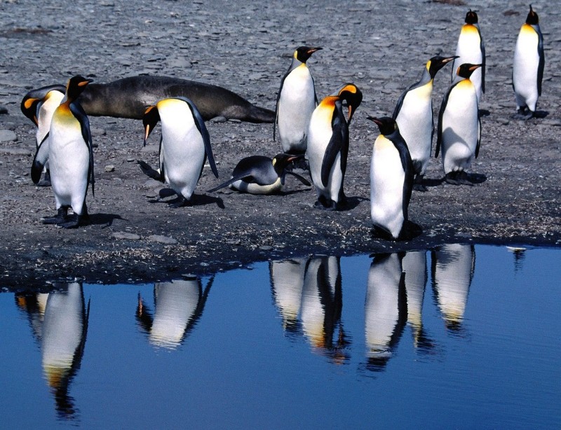 I pinguini o sfeniscidi, gli animali che girano in frac (foto video ...