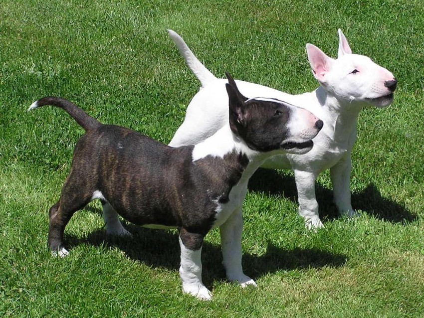 IL BULL TERRIER, TAGLIA MEDIA: CARATTERISTICHE E QUALITÁ (FOTO)