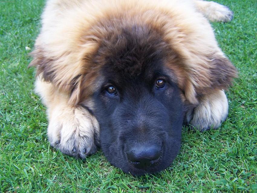 IL LEONBERGER, CANE DI TAGLIA GRANDE: CARATTERISTICHE E QUALITÁ (FOTO)