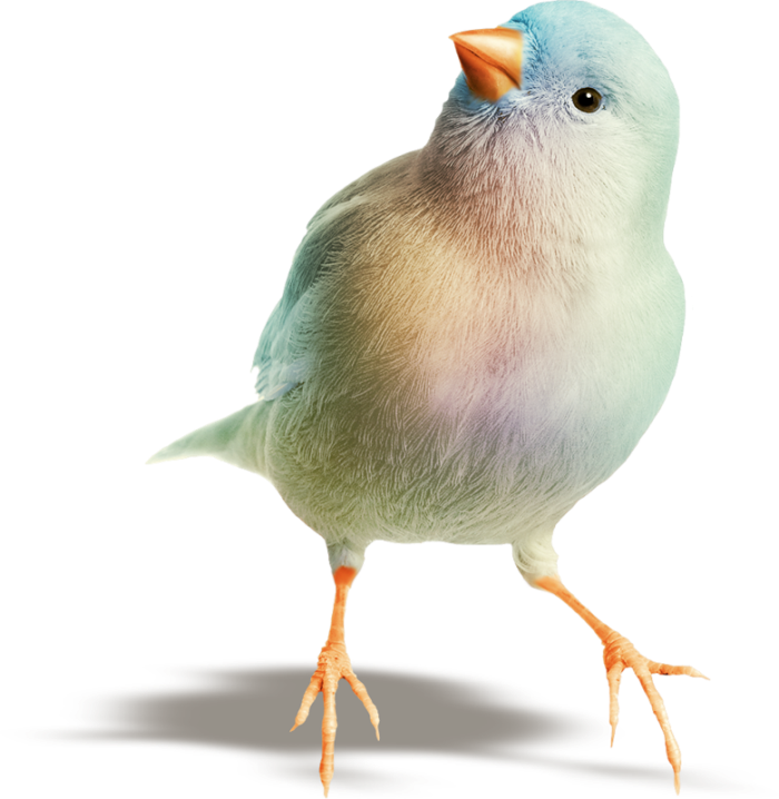 UCCELLI IN PNG PER LA TUA GRAFICA [VASTA RACCOLTA DI MATERIALE PER PSP ...