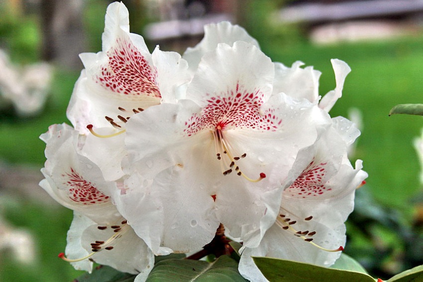 IL RODODENDRO: CONSIGLI, POTATURA, CURA E COLTIVAZIONE