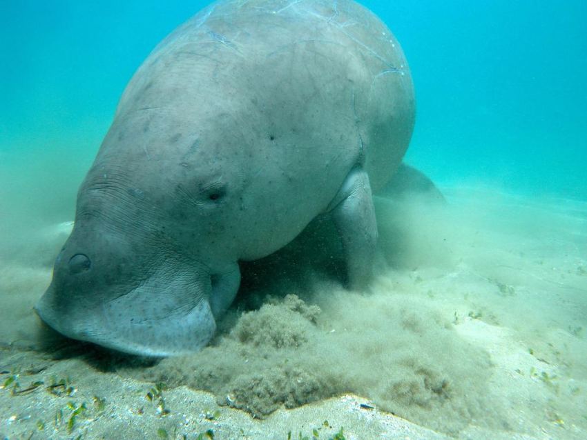 IL DUGONGO UN ANIMALE ACQUATICO A RISCHIO D'ESTINZIONE