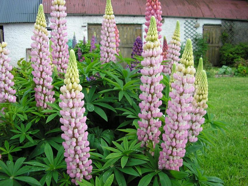 IL LUPINO: LUPINUS, SCHEDA, CONSIGLI UTILI